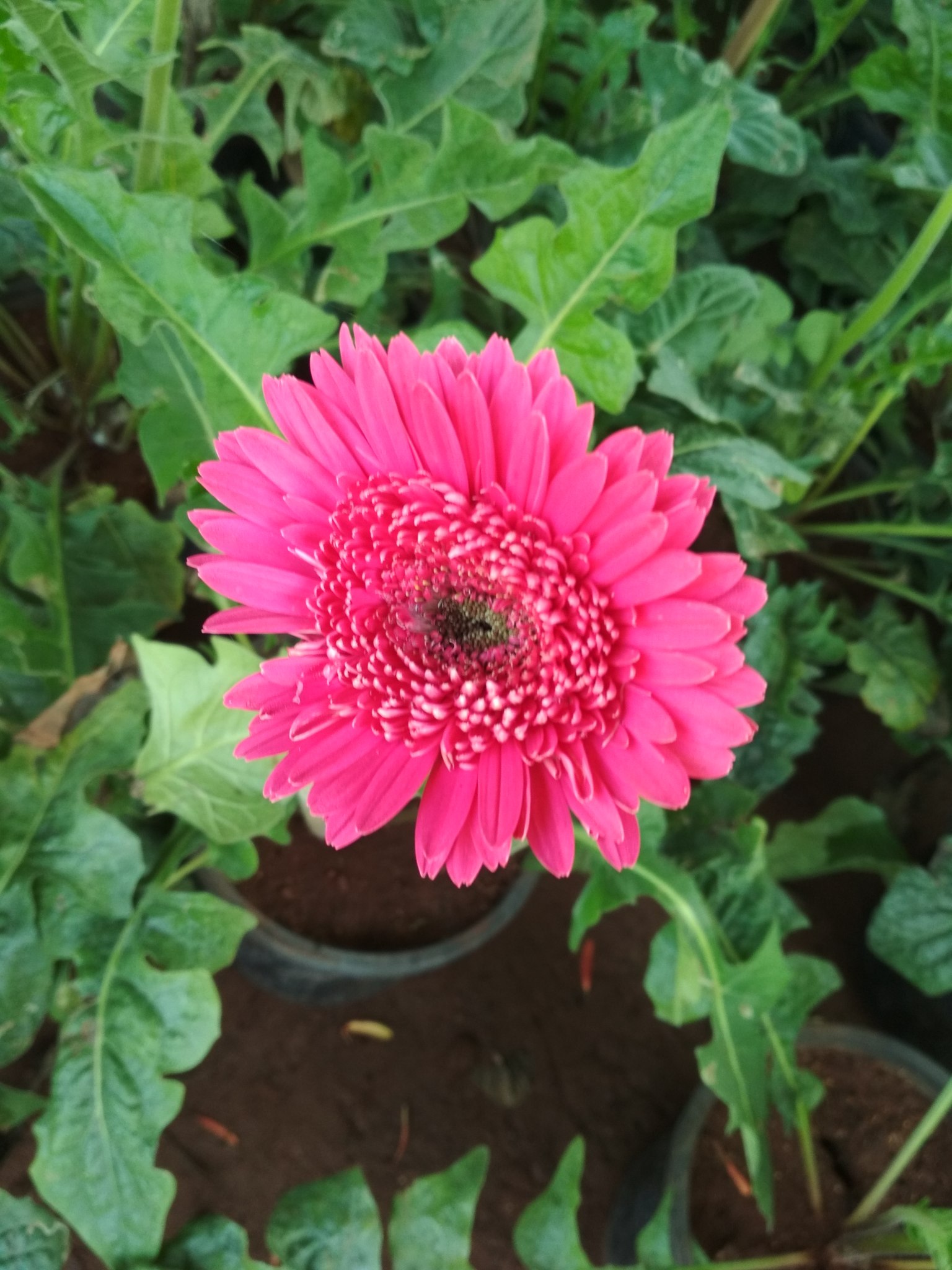 Growing and Maintaining Gerbera Plants: A Complete Guide to Vibrant ...