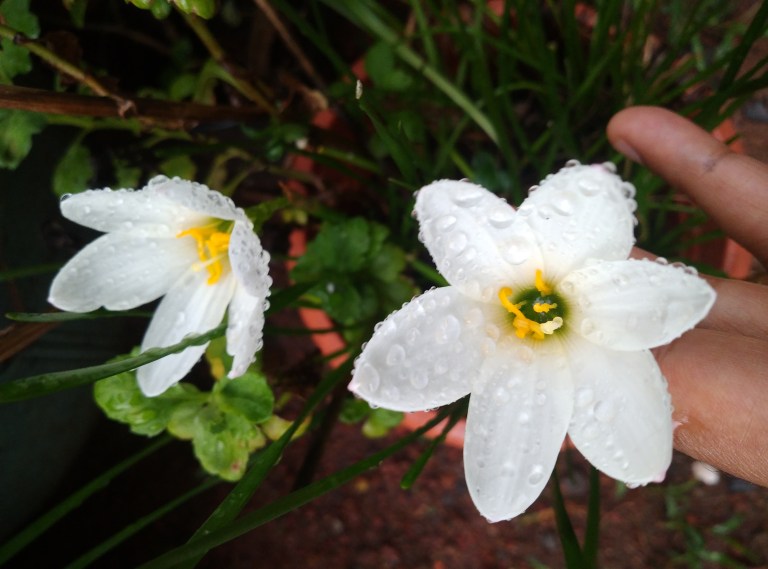 Rain Lily: Nature’s Delicate Beauties Flourishing in Rainfall Splendor ...