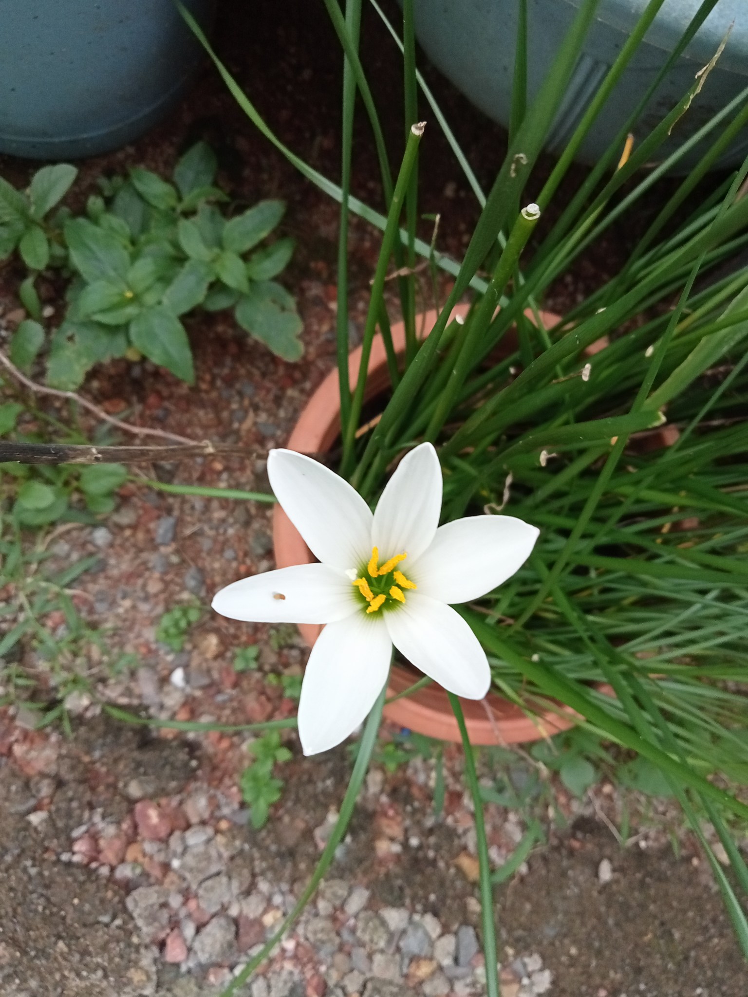 Rain Lily: Nature’s Delicate Beauties Flourishing in Rainfall Splendor ...