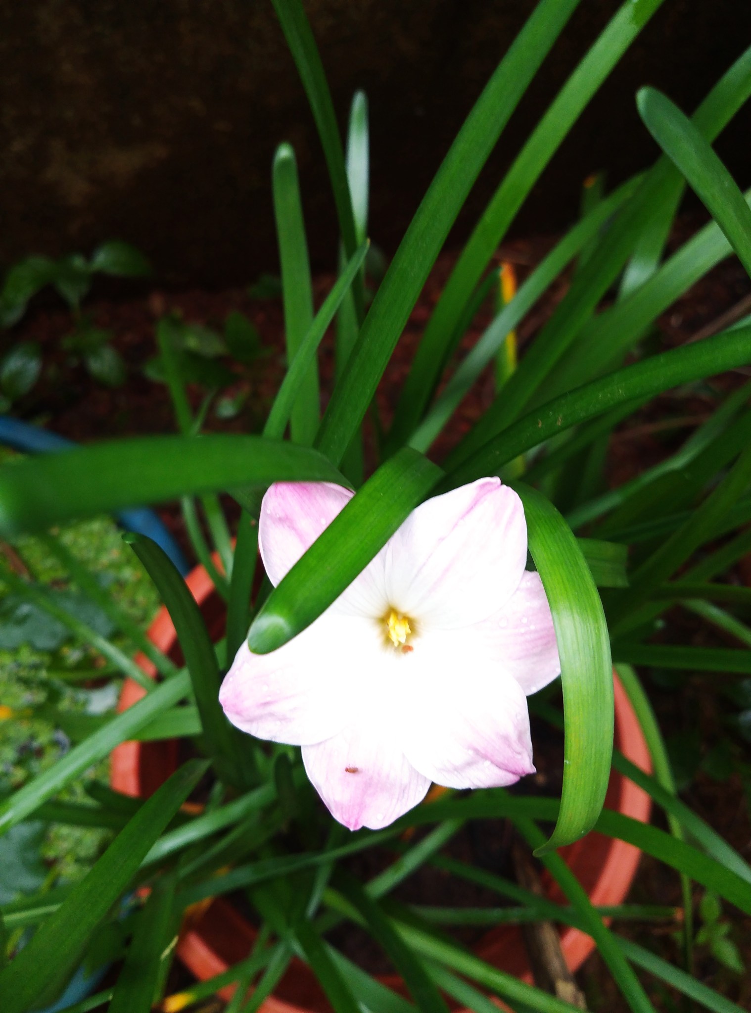 Rain Lily: Nature’s Delicate Beauties Flourishing in Rainfall Splendor ...