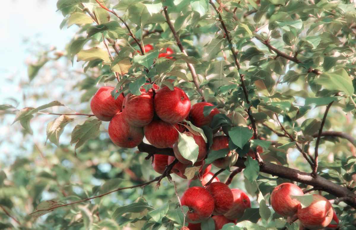 Harvesting Nature’s Sweetness: A Guide to Growing Fruit Plants in Your ...