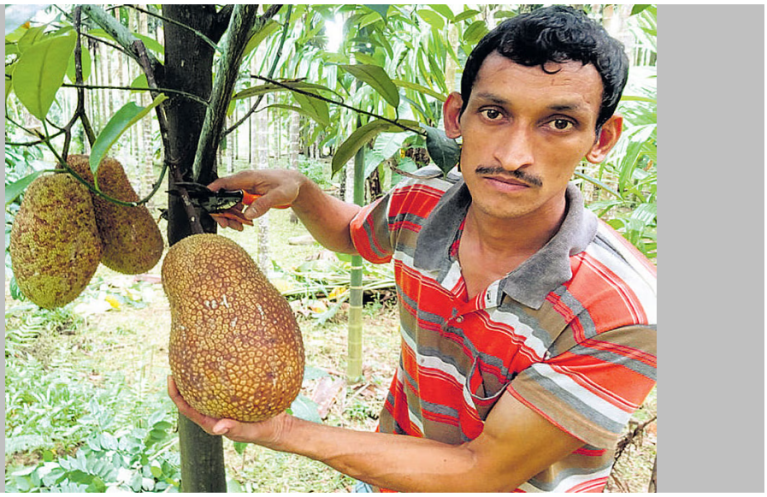 Anil Balanja’s Exotic Fruit Farming: A Bounty of 700 Varieties from 40 ...