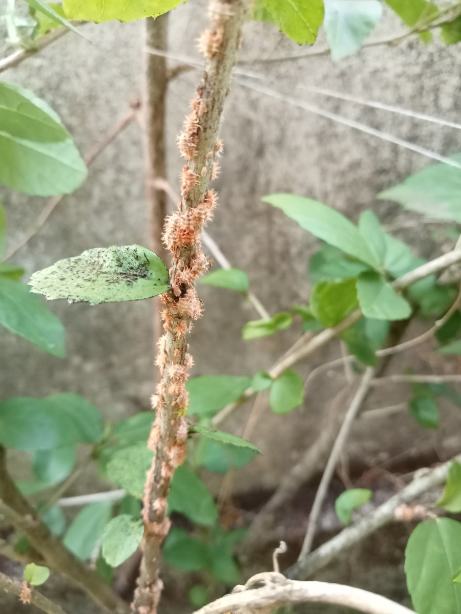Mastering Scale Bug Control: A Comprehensive Guide for Gardeners ...