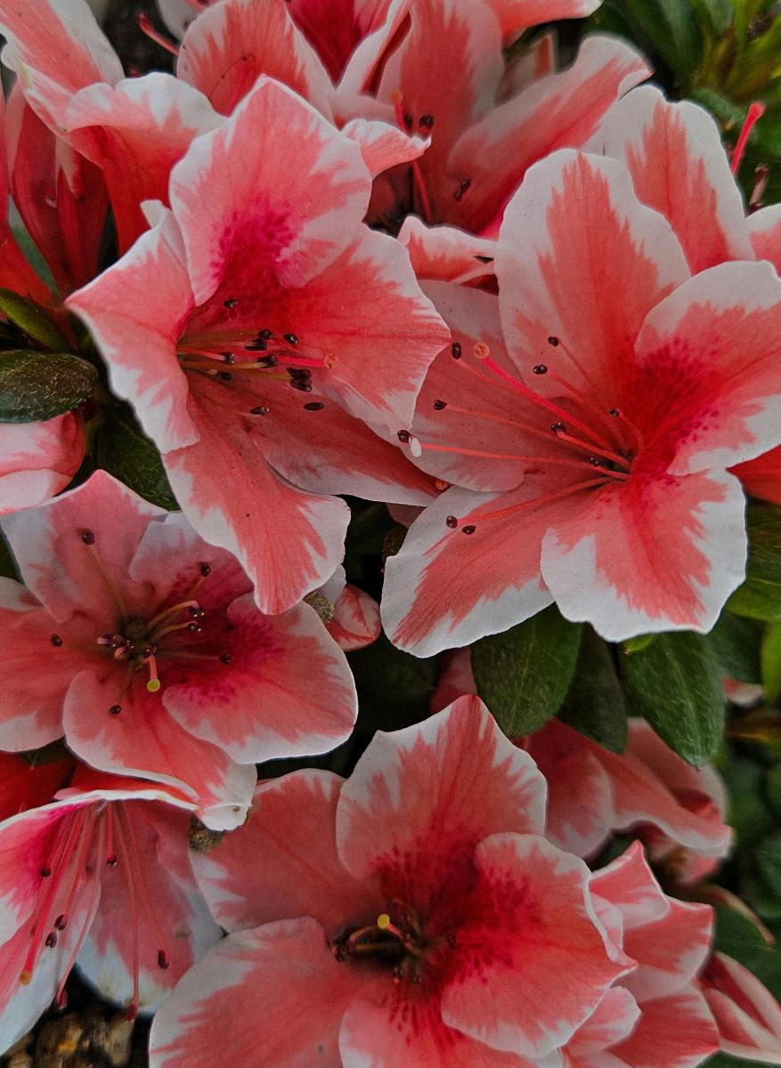 Flourishing Beauty: A Guide to Growing and Caring for Azalea Plants ...