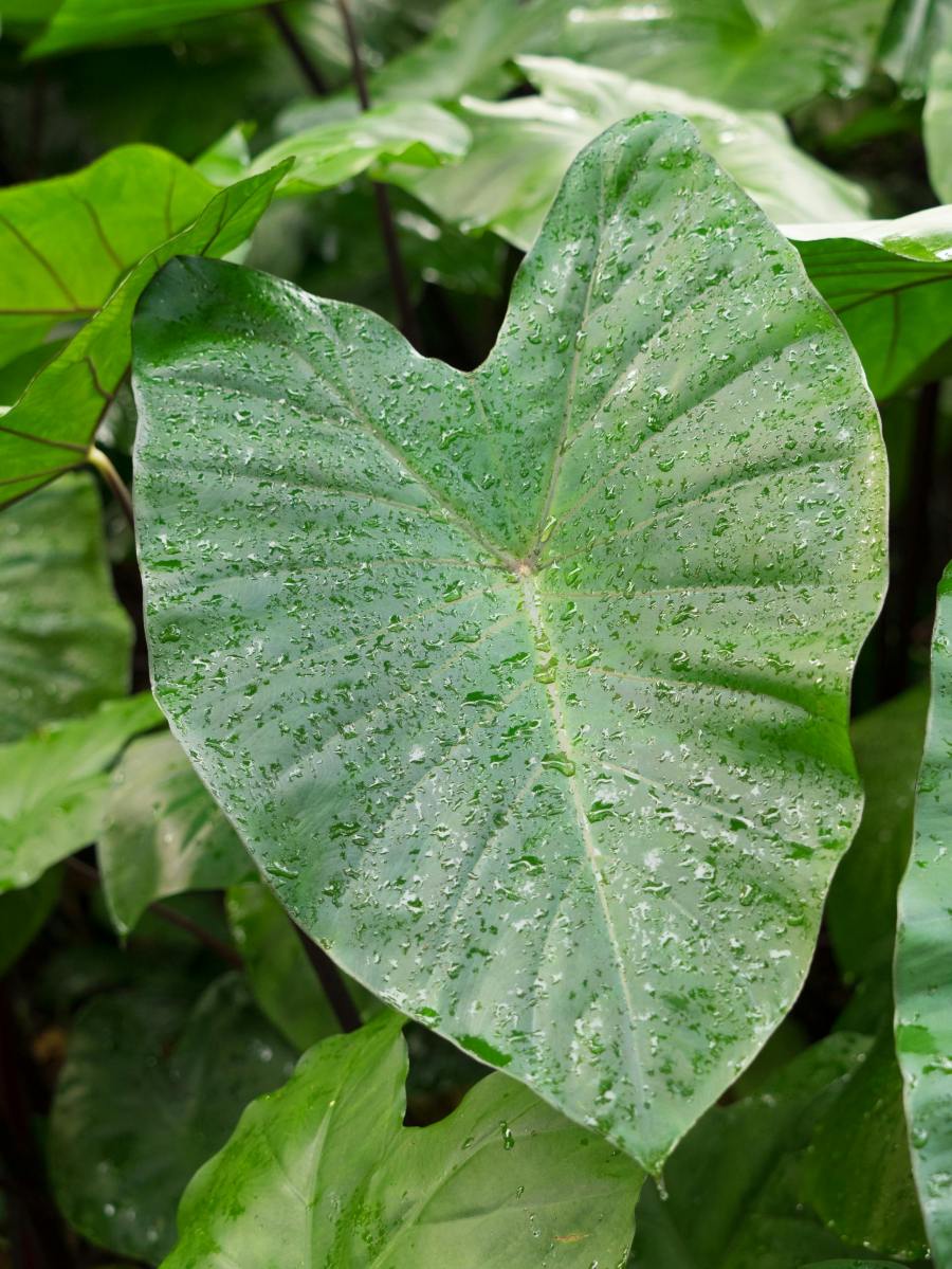 Taro Plants: A Comprehensive Guide to Growing and Caring for Taro ...